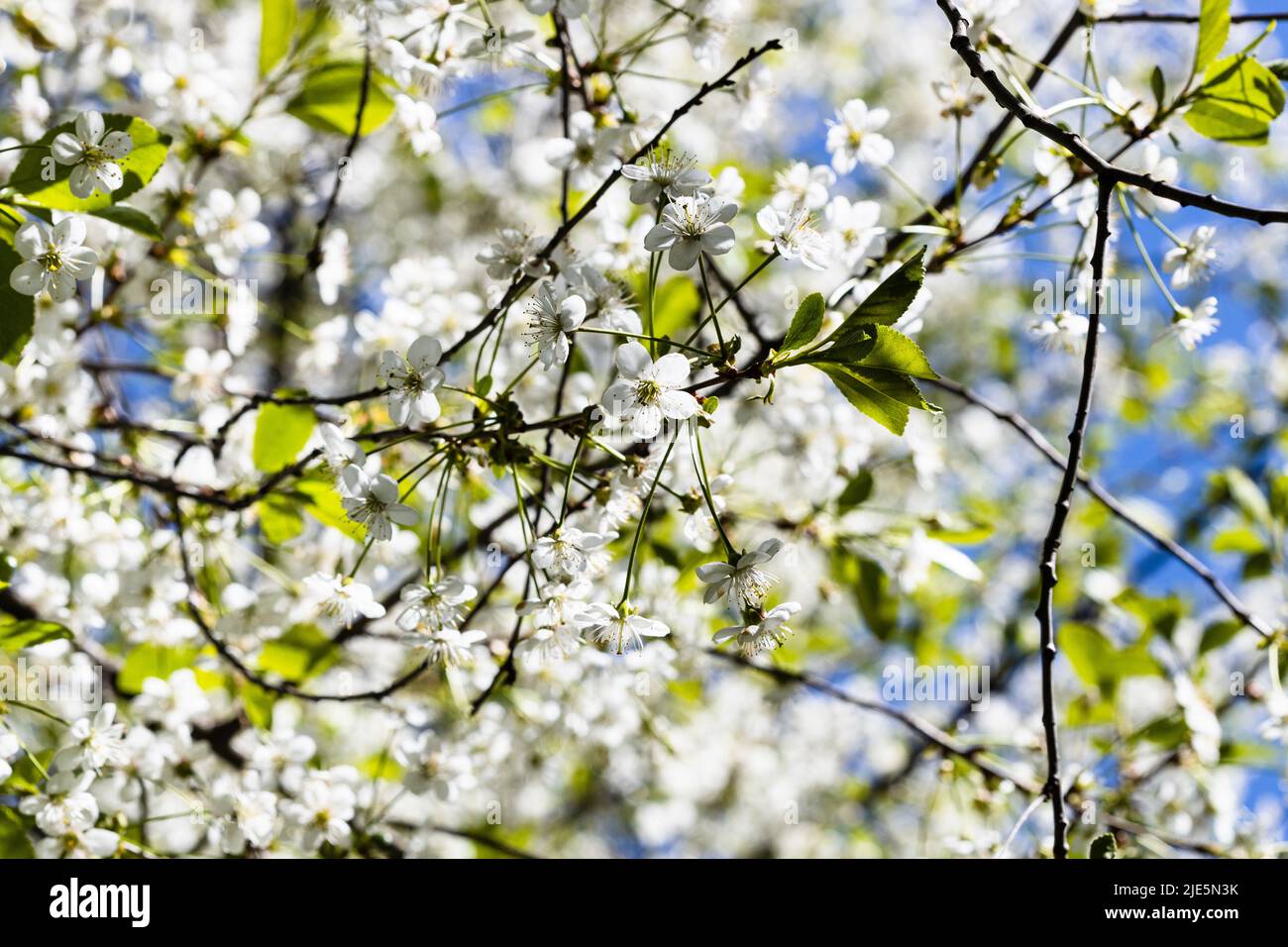 spring background - white flowers on branch of cherry tree on sunny ...