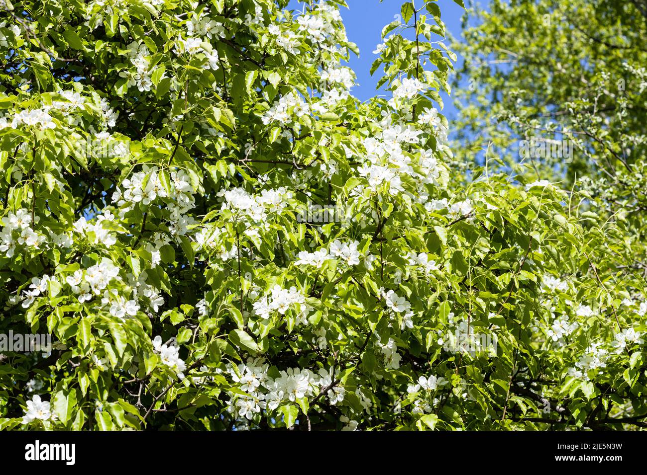 spring background - lush foliage and white flowers on branches of pear ...