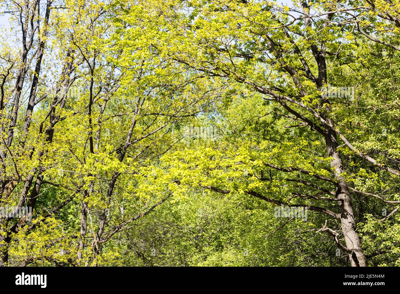 young green foliage of trees in forest on sunny spring day Stock Photo ...