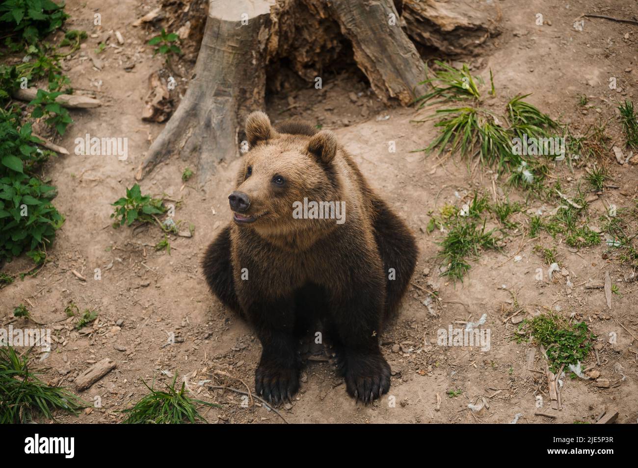 Brown bear sits on the ground in the forest Stock Photo - Alamy