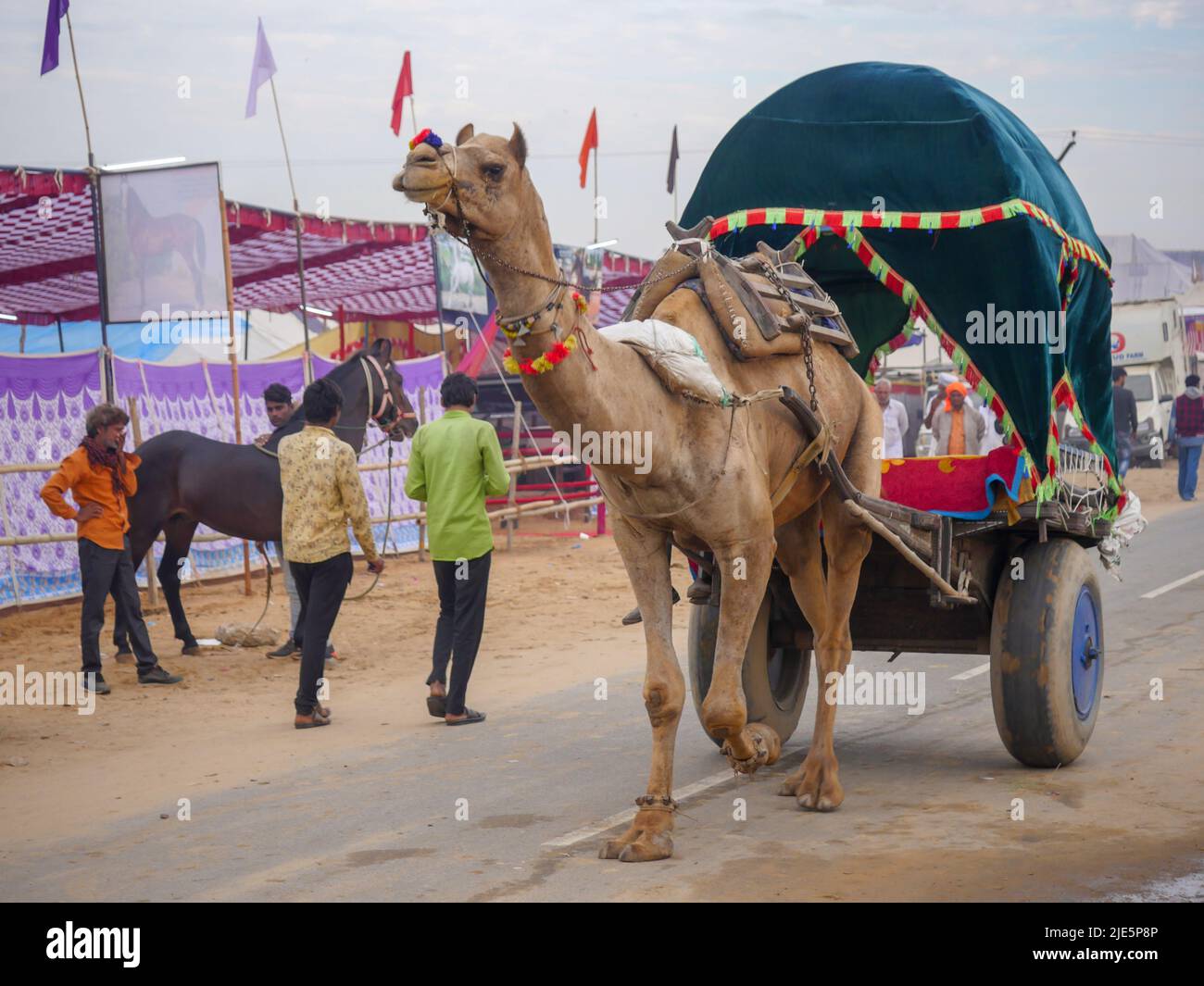 Pushkar, Rajasthan / India - November 5, 2019 : Decorated Camel Cart in ...