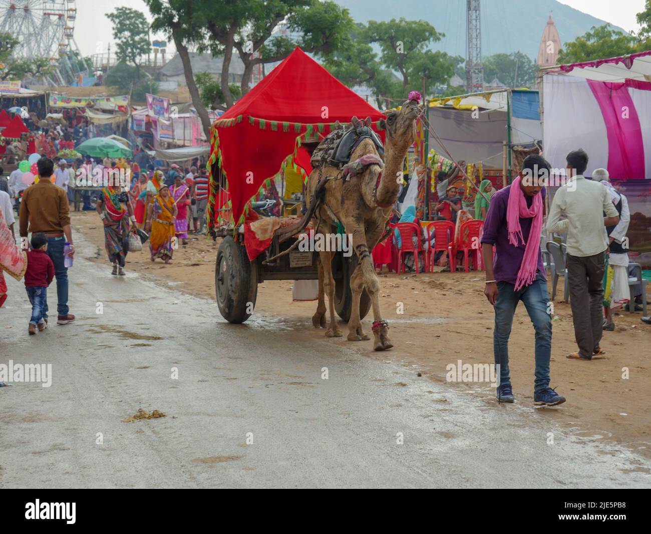 Decorated camel cart hi-res stock photography and images - Alamy