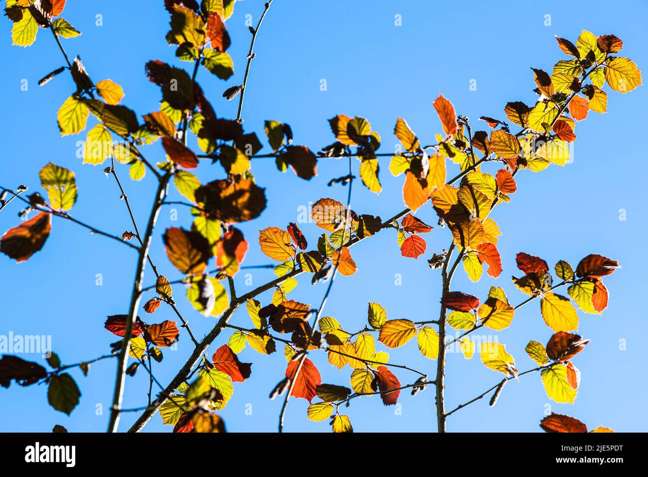 colorful twigs of hazel tree and blue sky on background on sunny day ...