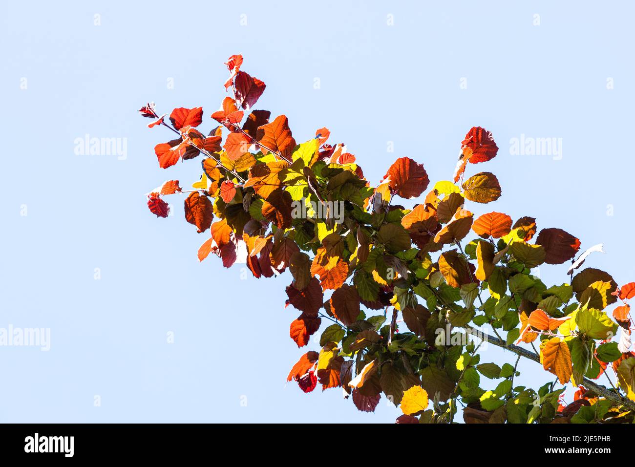Hazel tree twig hi-res stock photography and images - Alamy