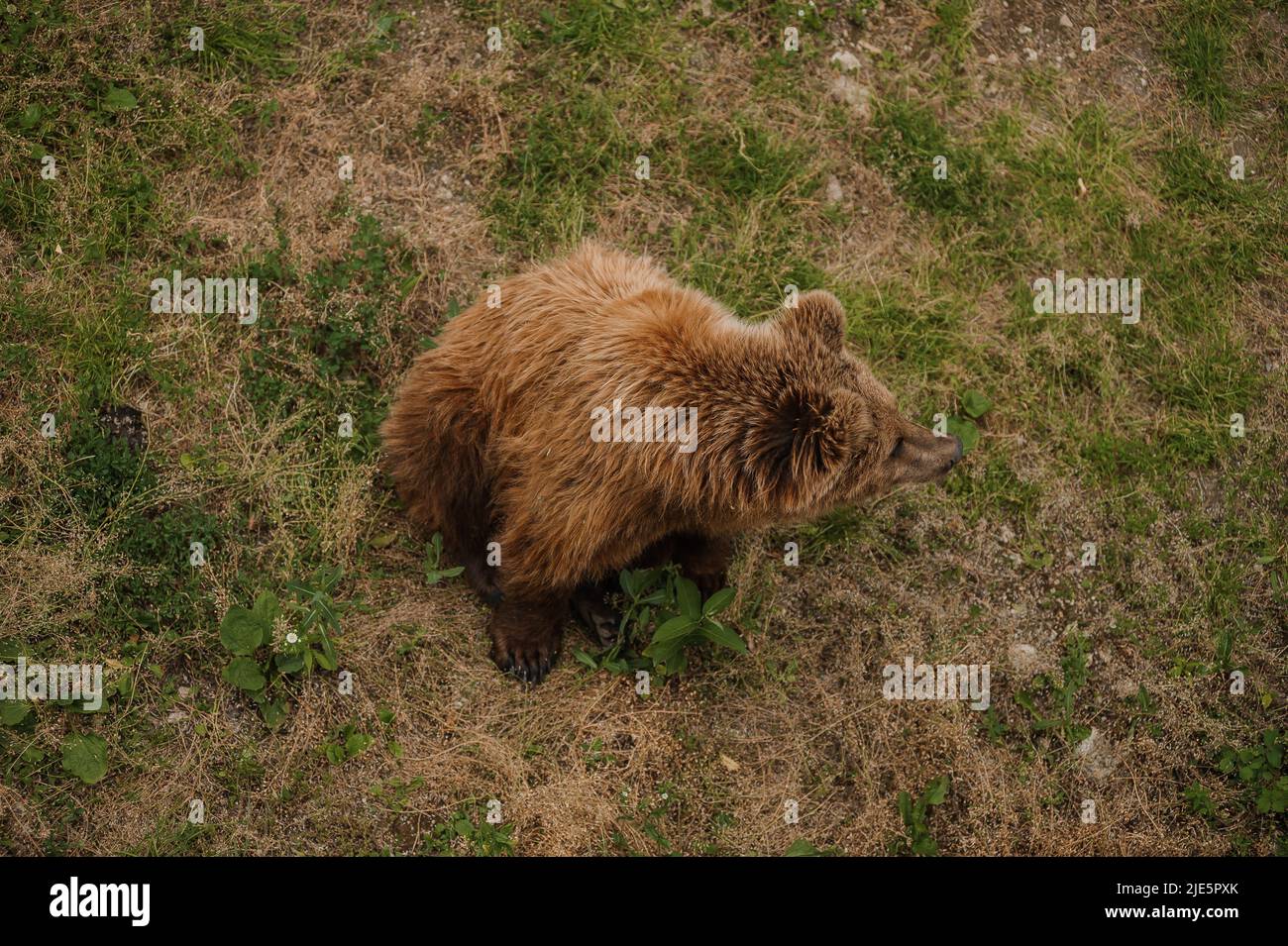 Brown bear sits on the ground in the forest Stock Photo - Alamy