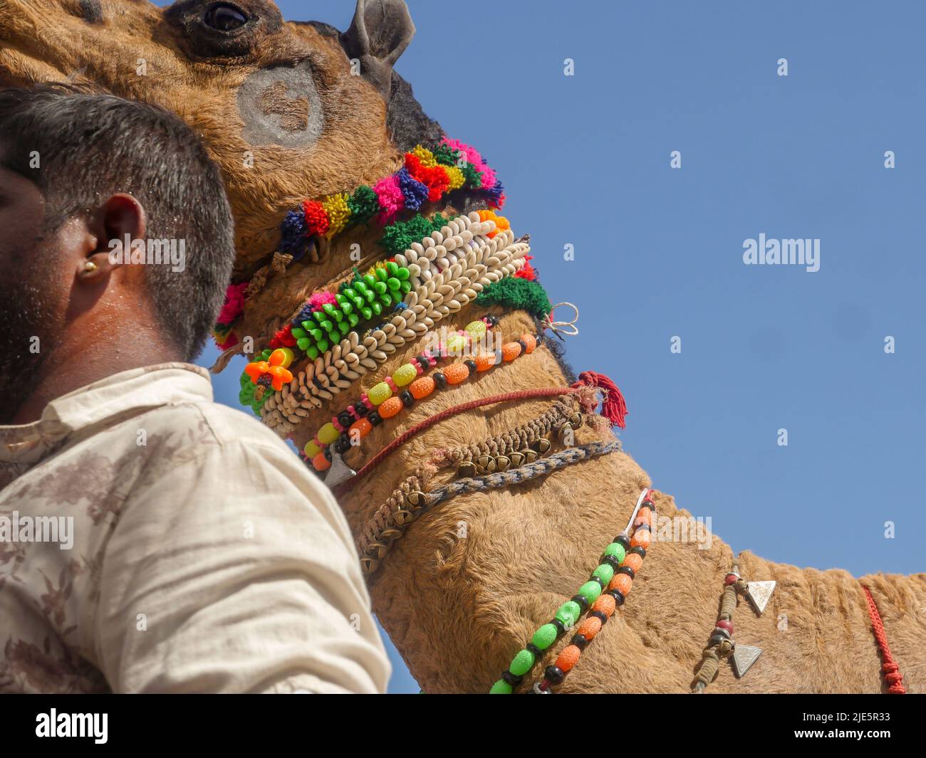 Pushkar, Rajasthan / India - November 5, 2019 : Decorated camel in ...