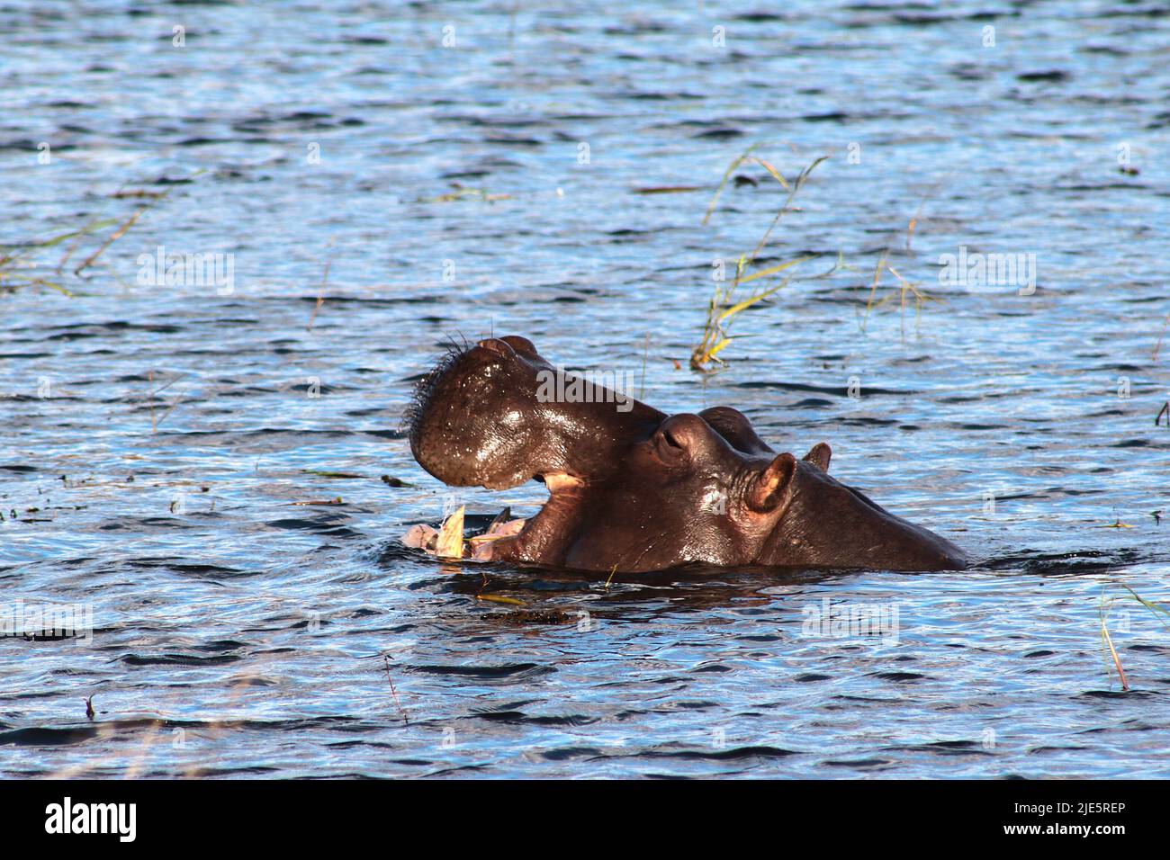 Sunset chobe natural park hi-res stock photography and images - Alamy