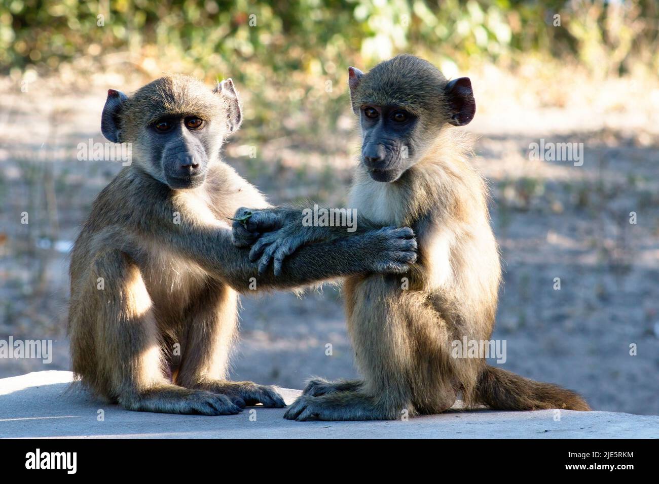 Botswana elephant monkey hi-res stock photography and images - Alamy