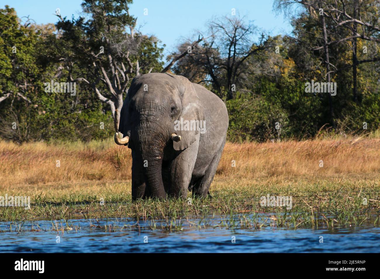 Wild elephant watching in the Okavango Delta Stock Photo - Alamy