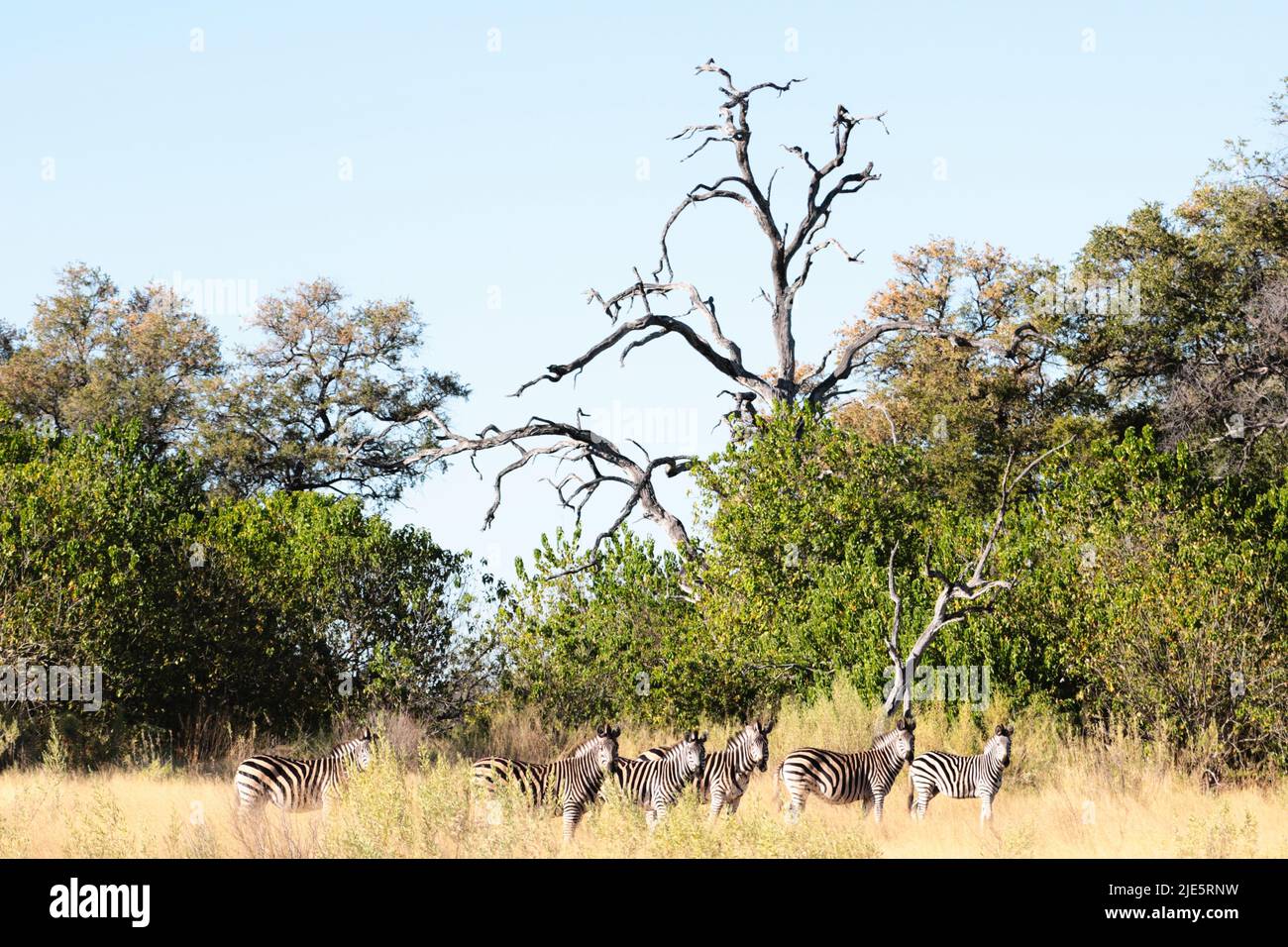 Zebra in okavango delta hi-res stock photography and images - Alamy