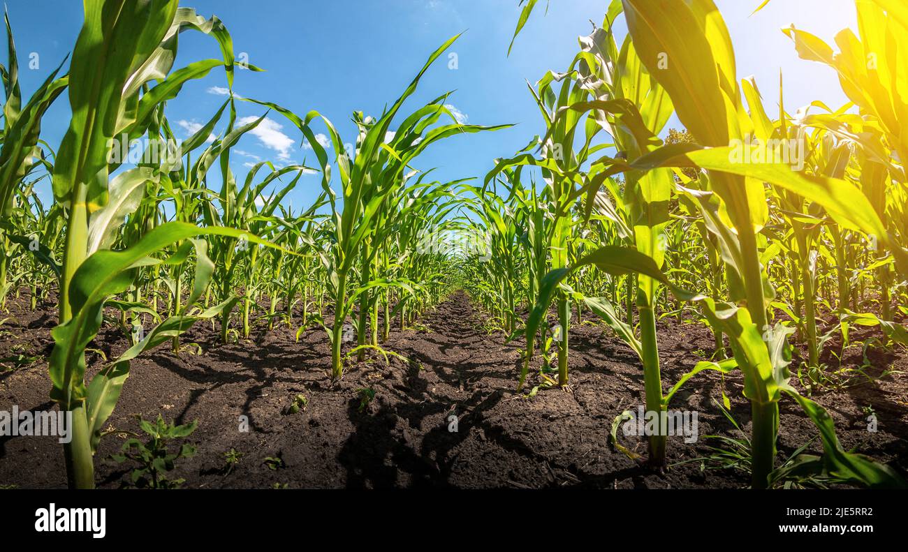 Growing corn on agricultural land. A corn field with a general plan ...