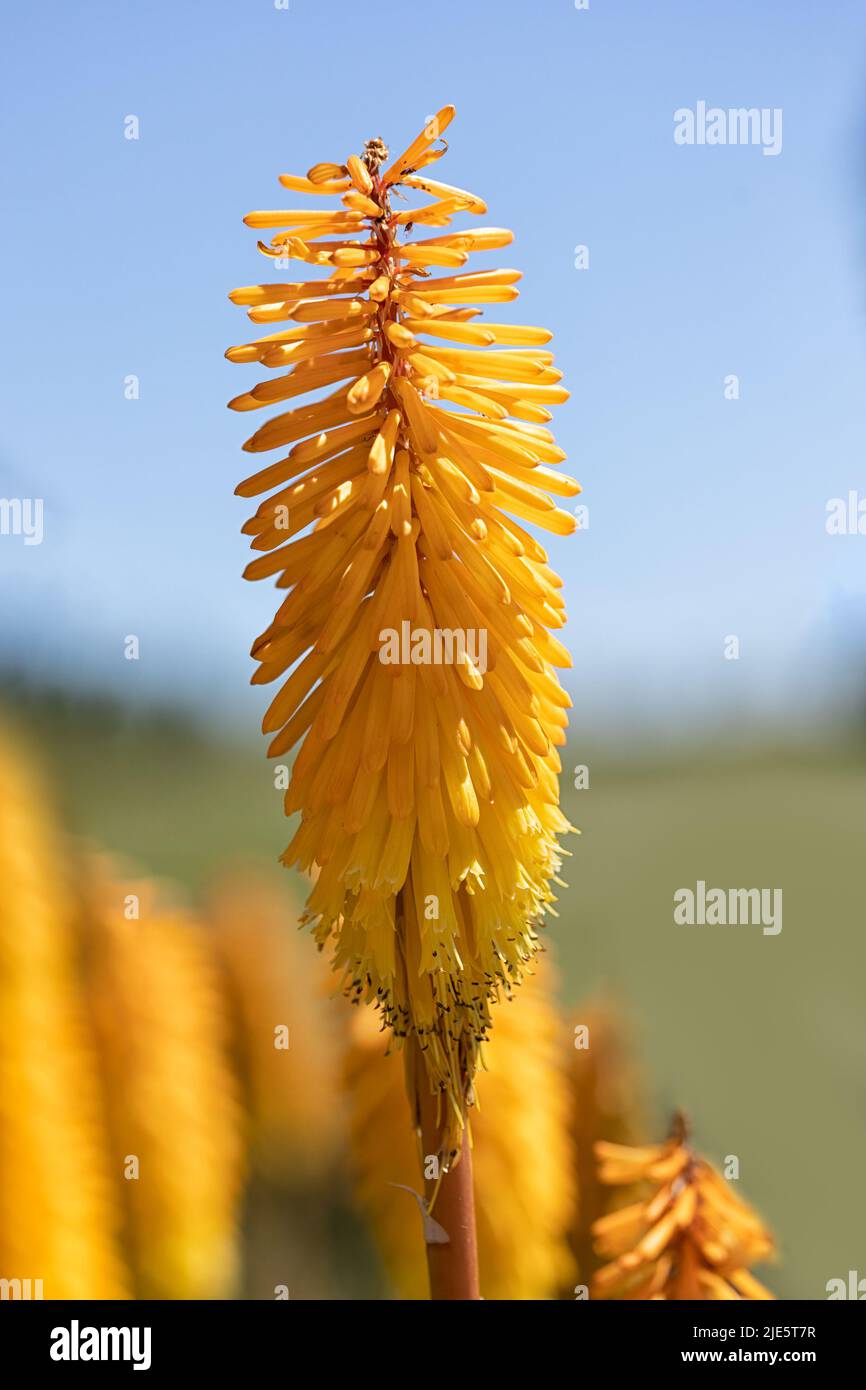 Closeup of flower spikes of Red Hot Poker (Kniphofia 'Bees' Sunset') in ...