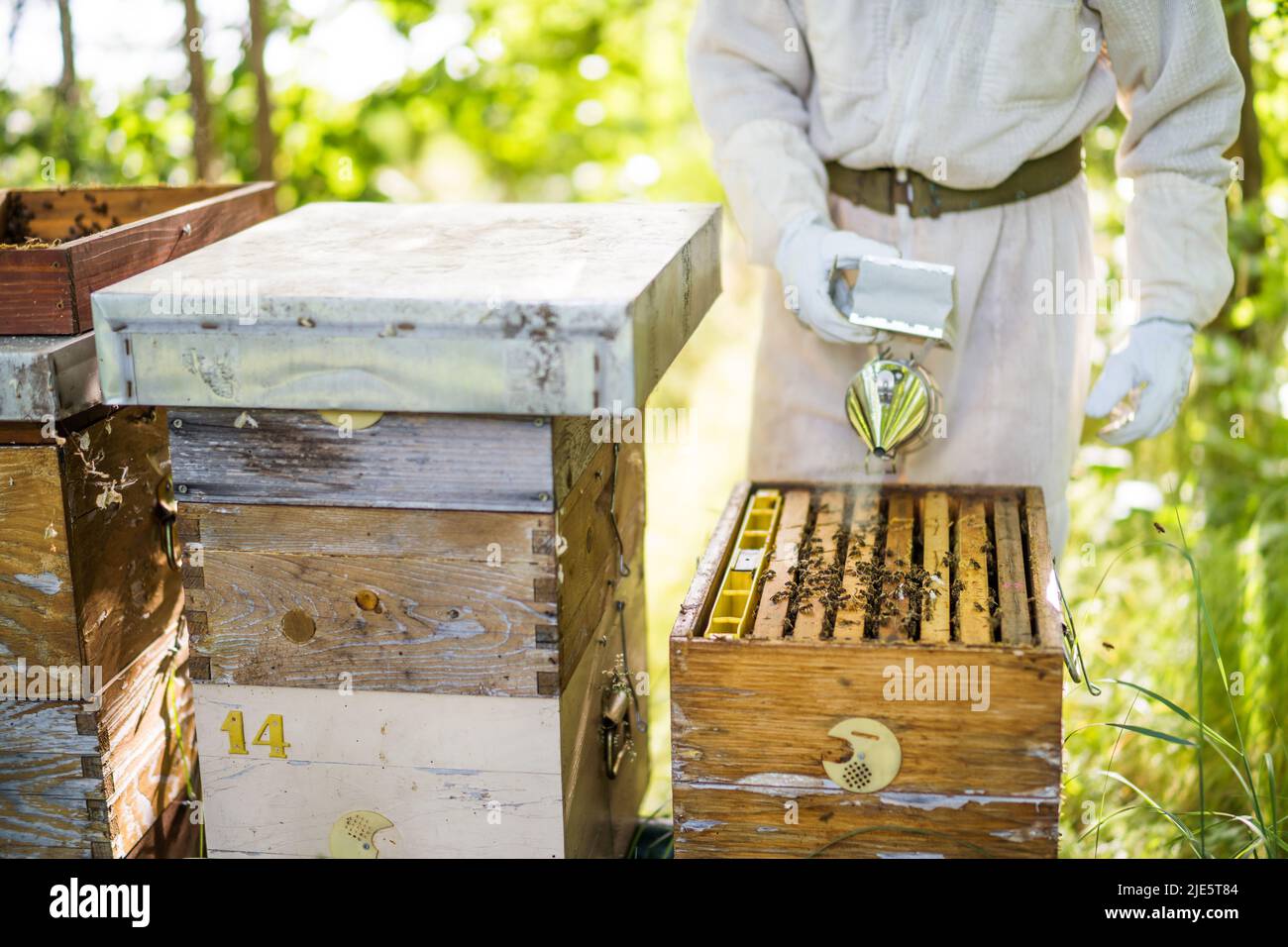 Beekeeper is examining his beehives in forest. Beekeeping professional ...