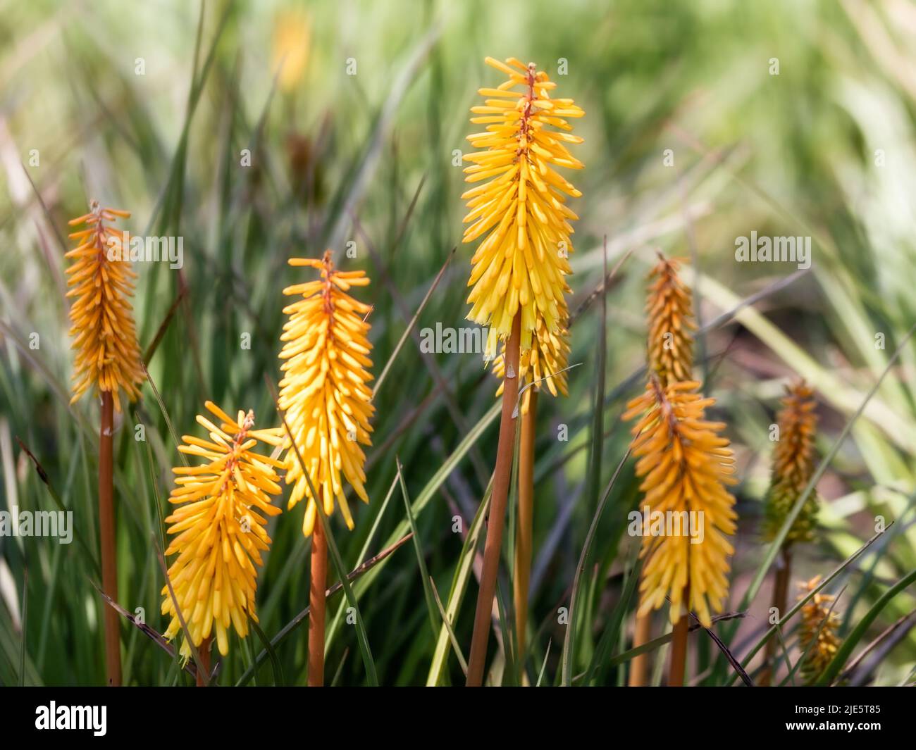 Kniphofia ‘bee’s sunset’ hi-res stock photography and images - Alamy
