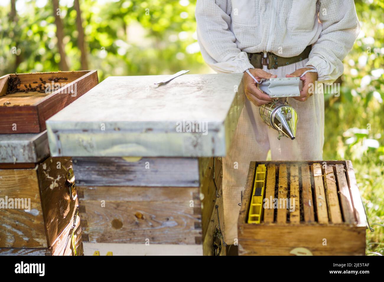 Beekeeper is examining his beehives in forest. Beekeeping professional ...