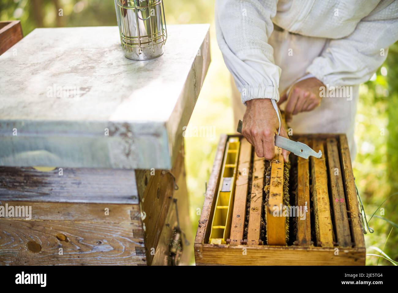Beekeeper is examining his beehives in forest. Beekeeping professional ...