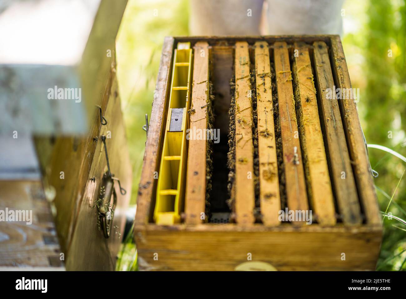 Beekeeper is examining his beehives in forest. Beekeeping professional ...