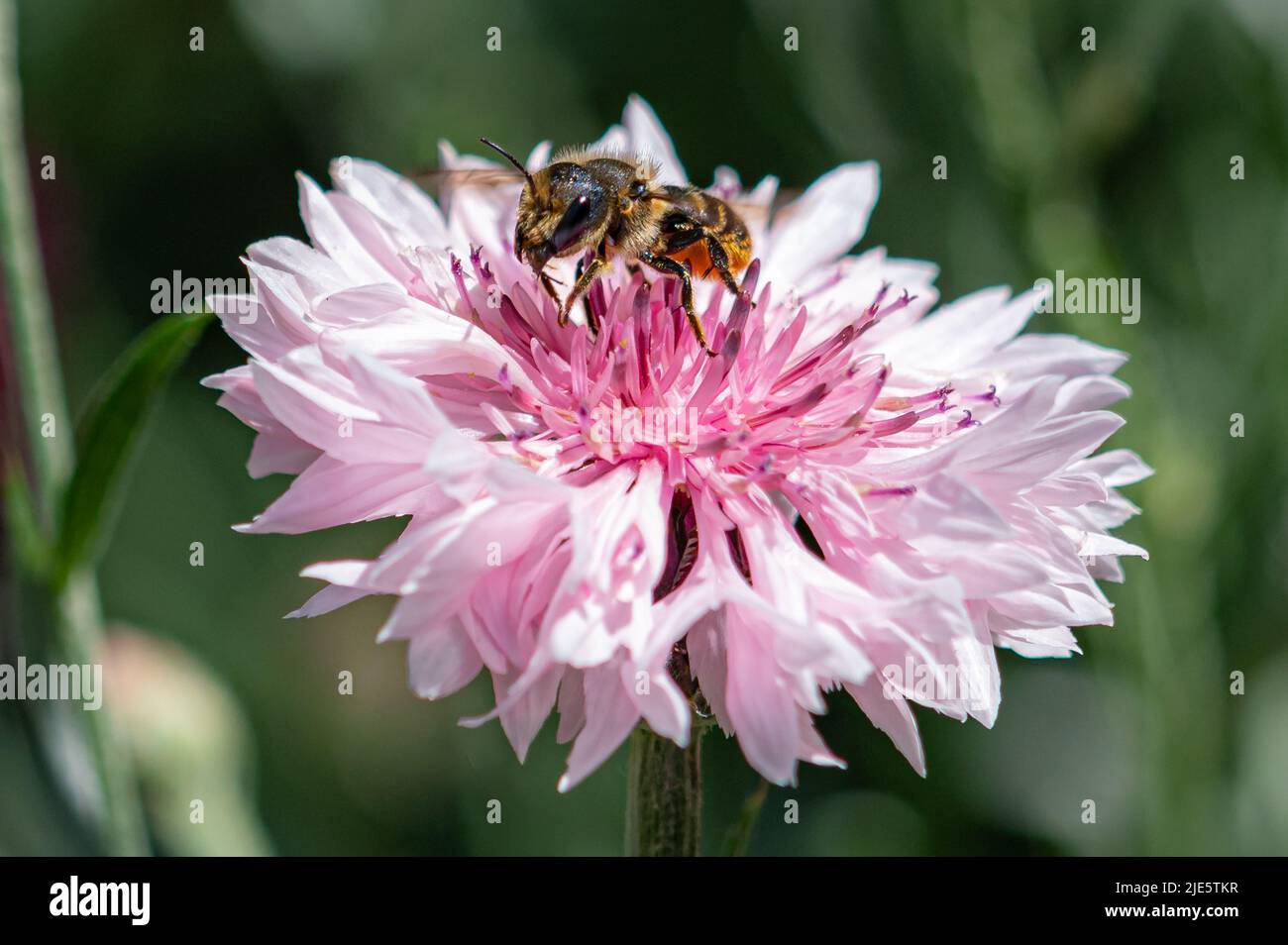 Willugby's leafcutter bee collecting nectar pollen from pink cornflower ...