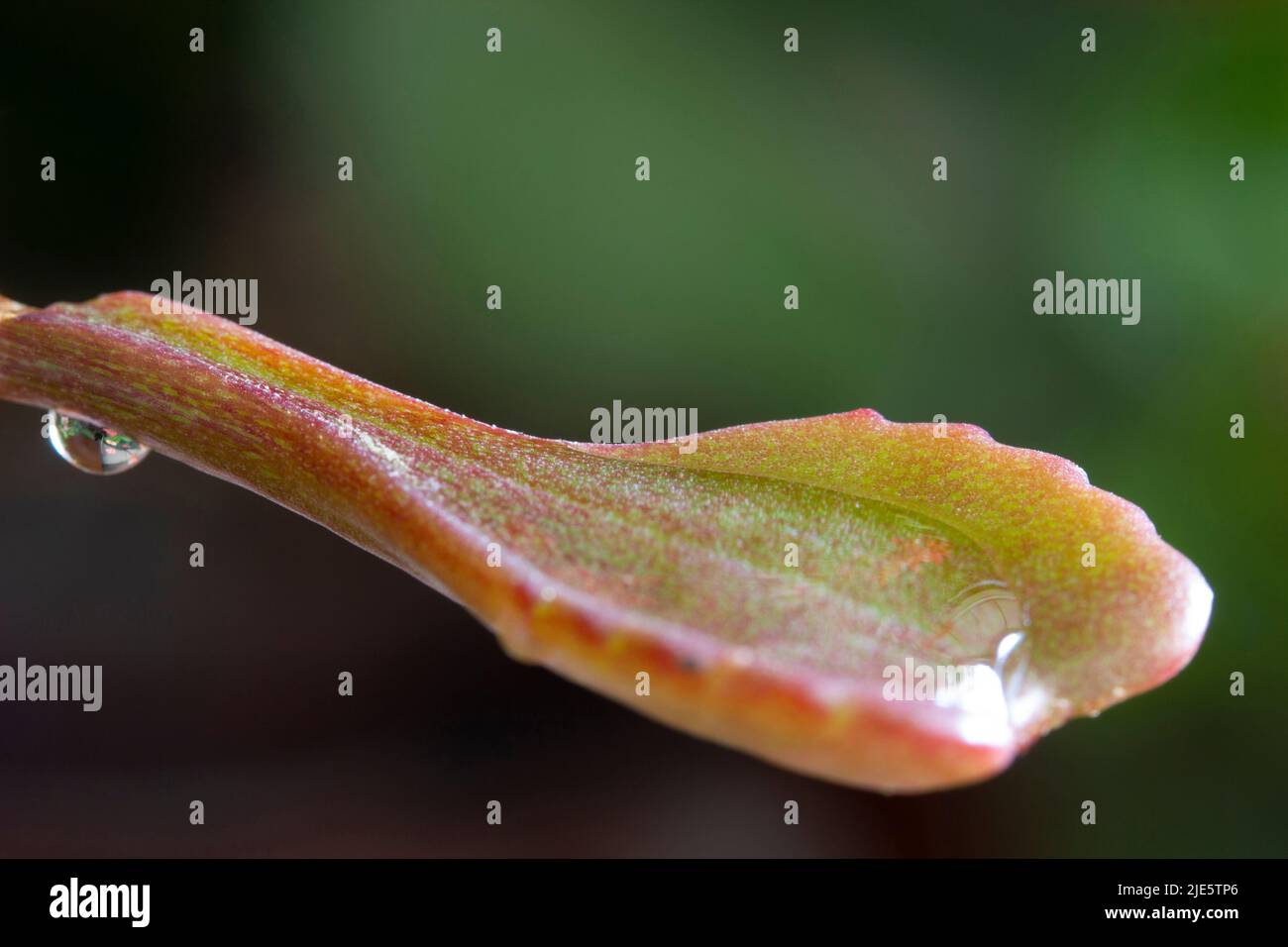 Water in the leaf. Macro image of leaf and water Stock Photo - Alamy