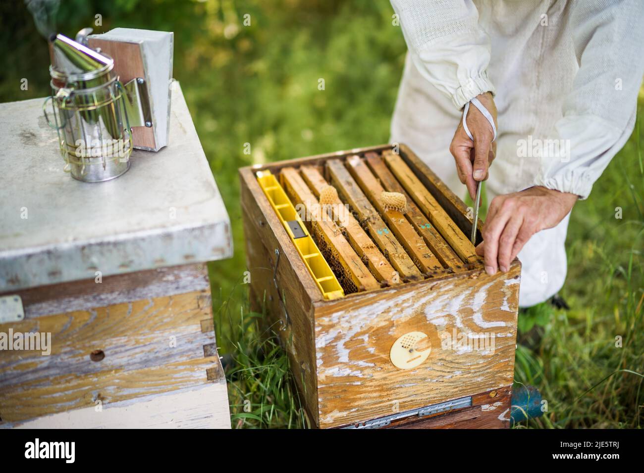 Beekeeper is examining his beehives in forest. Beekeeping professional ...