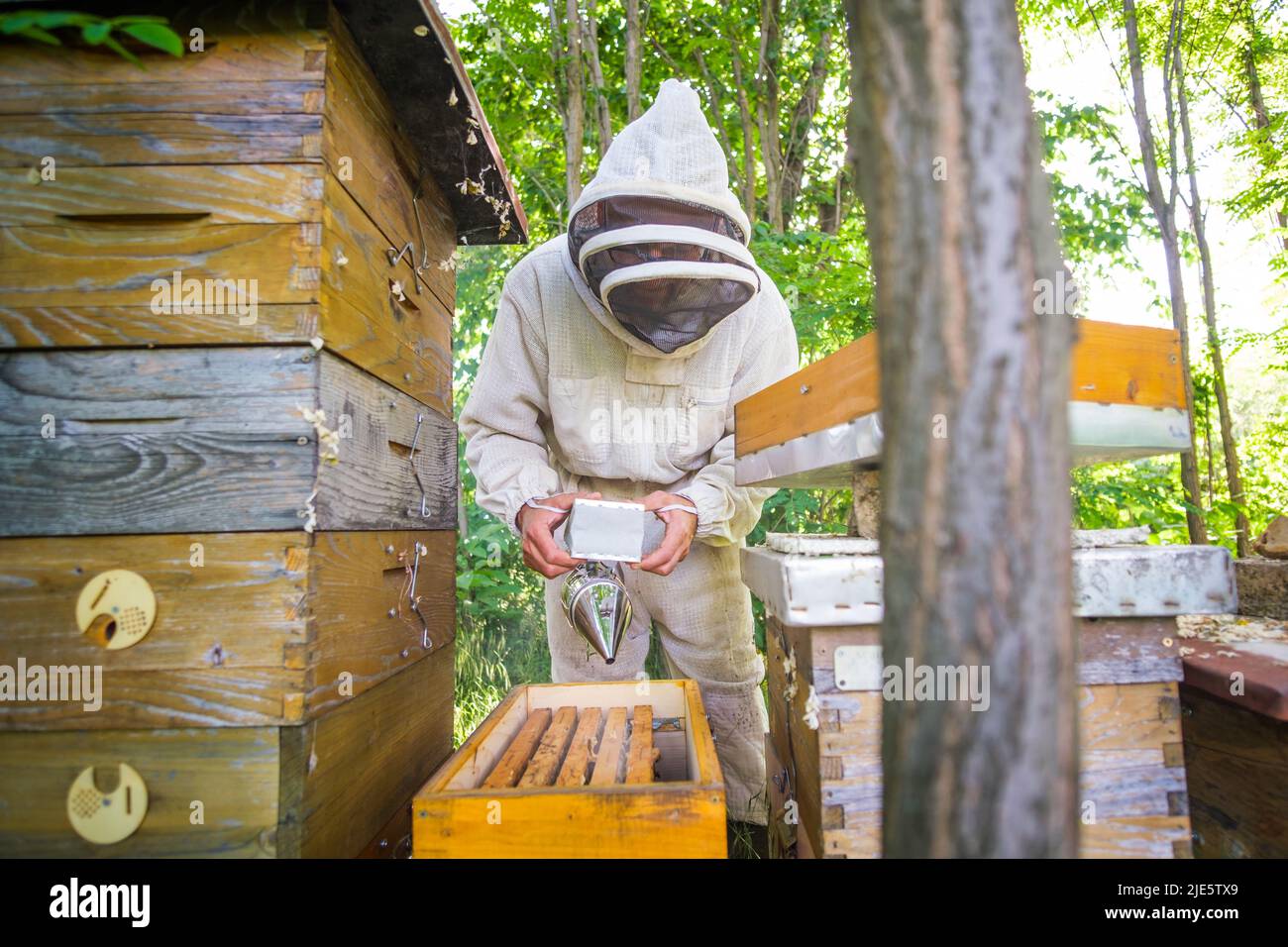 Beekeeper is examining his beehives in forest. Beekeeping professional ...