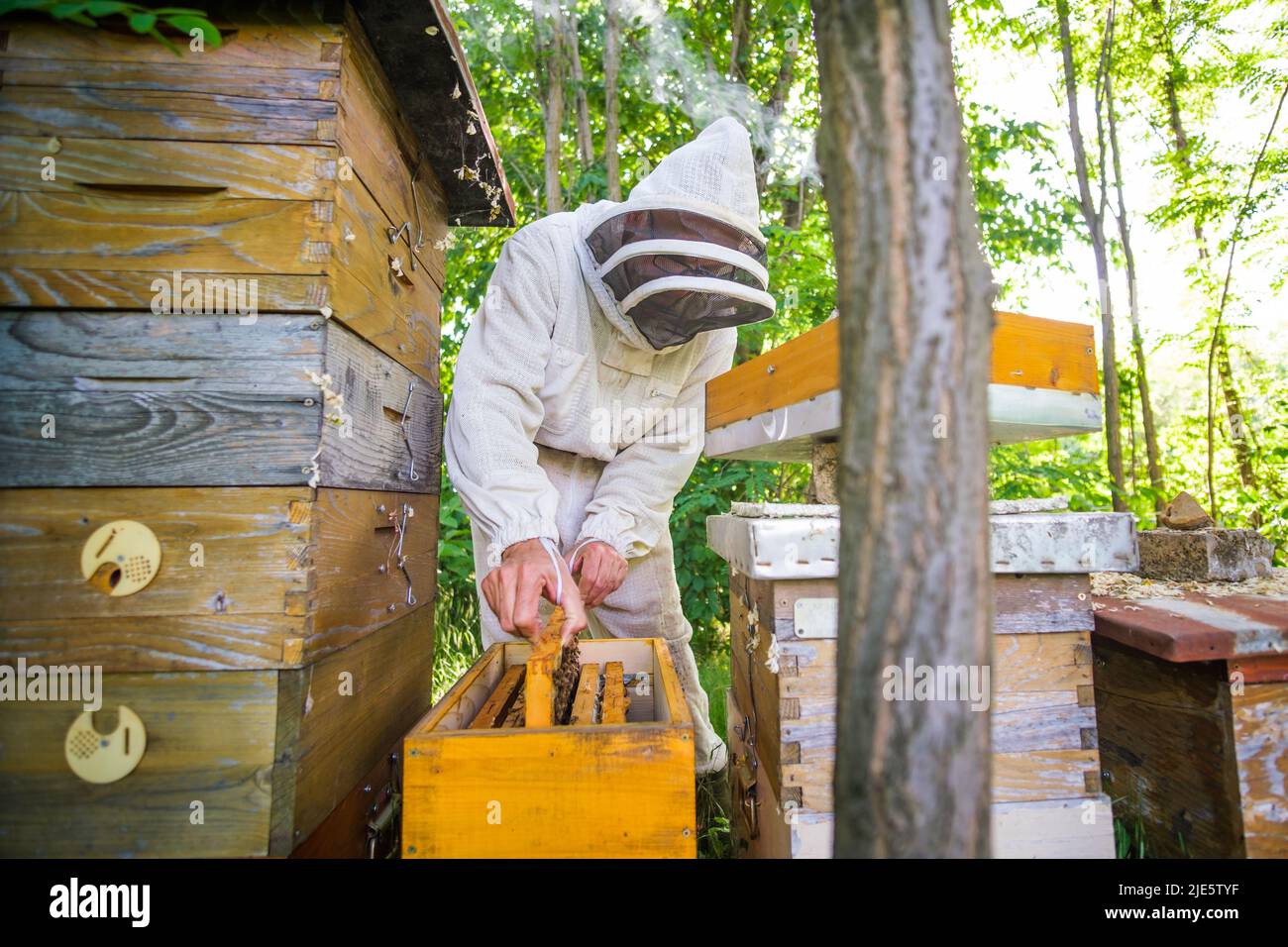 Beekeeper is examining his beehives in forest. Beekeeping professional ...