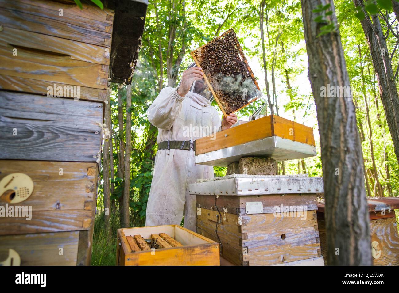 Beekeeper is examining his beehives in forest. Beekeeping professional ...