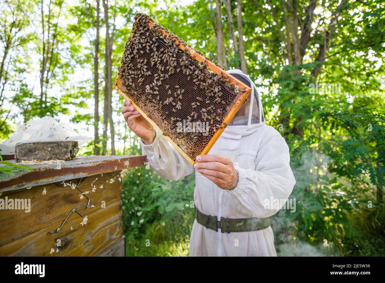 Beekeeper is examining his beehives in forest. Beekeeping professional ...