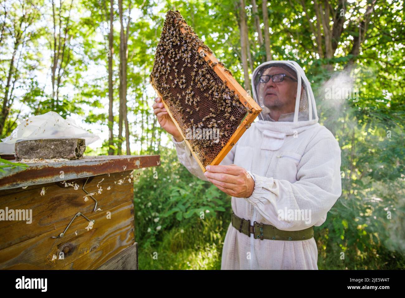 Beekeeper is examining his beehives in forest. Beekeeping professional occupation Stock Photo ...
