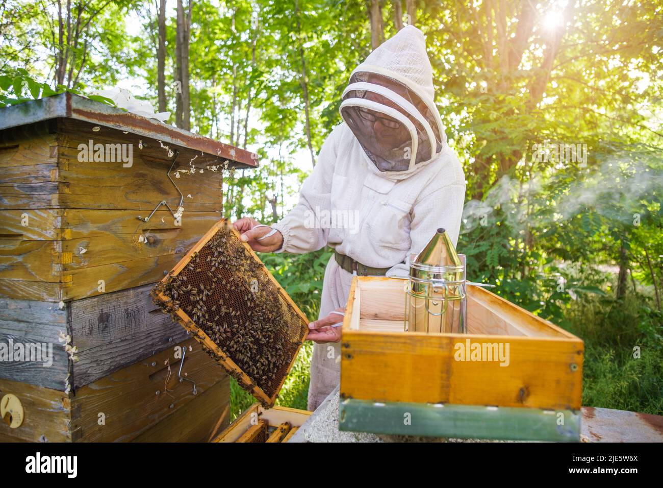 Beekeeper is examining his beehives in forest. Beekeeping professional ...