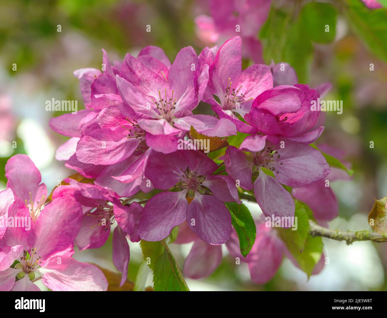 Spring time - flowering apple tree with pink blossoms Stock Photo - Alamy