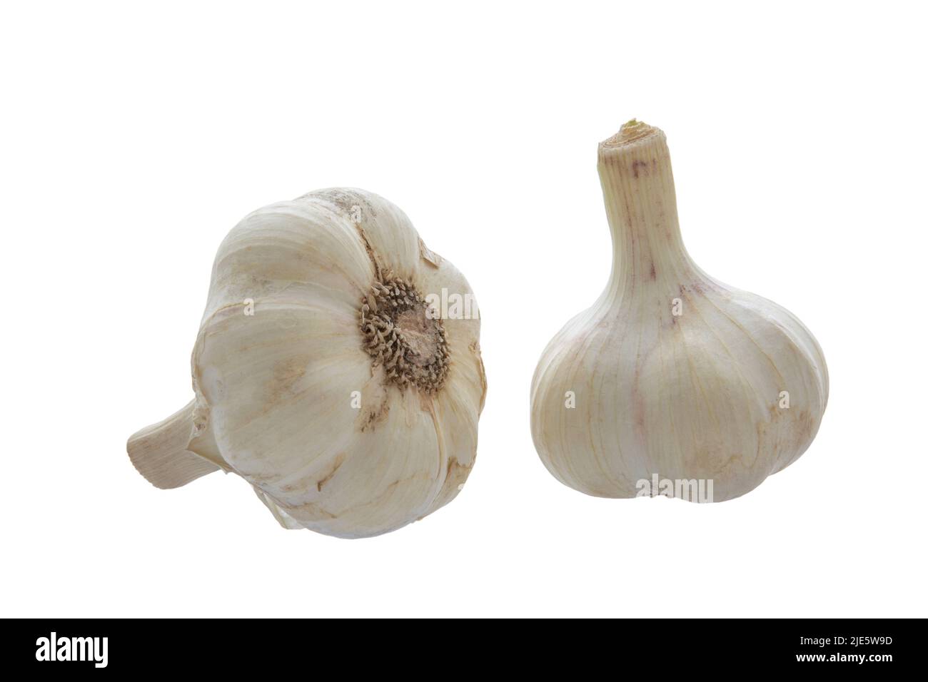 Image of two heads of garlic on a white background Stock Photo - Alamy