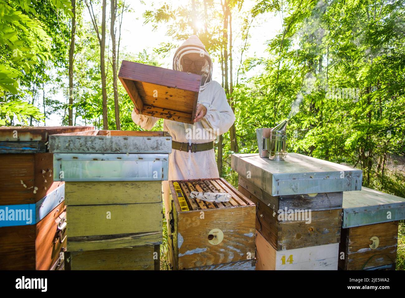 Beekeeper is examining his beehives in forest. Beekeeping professional ...