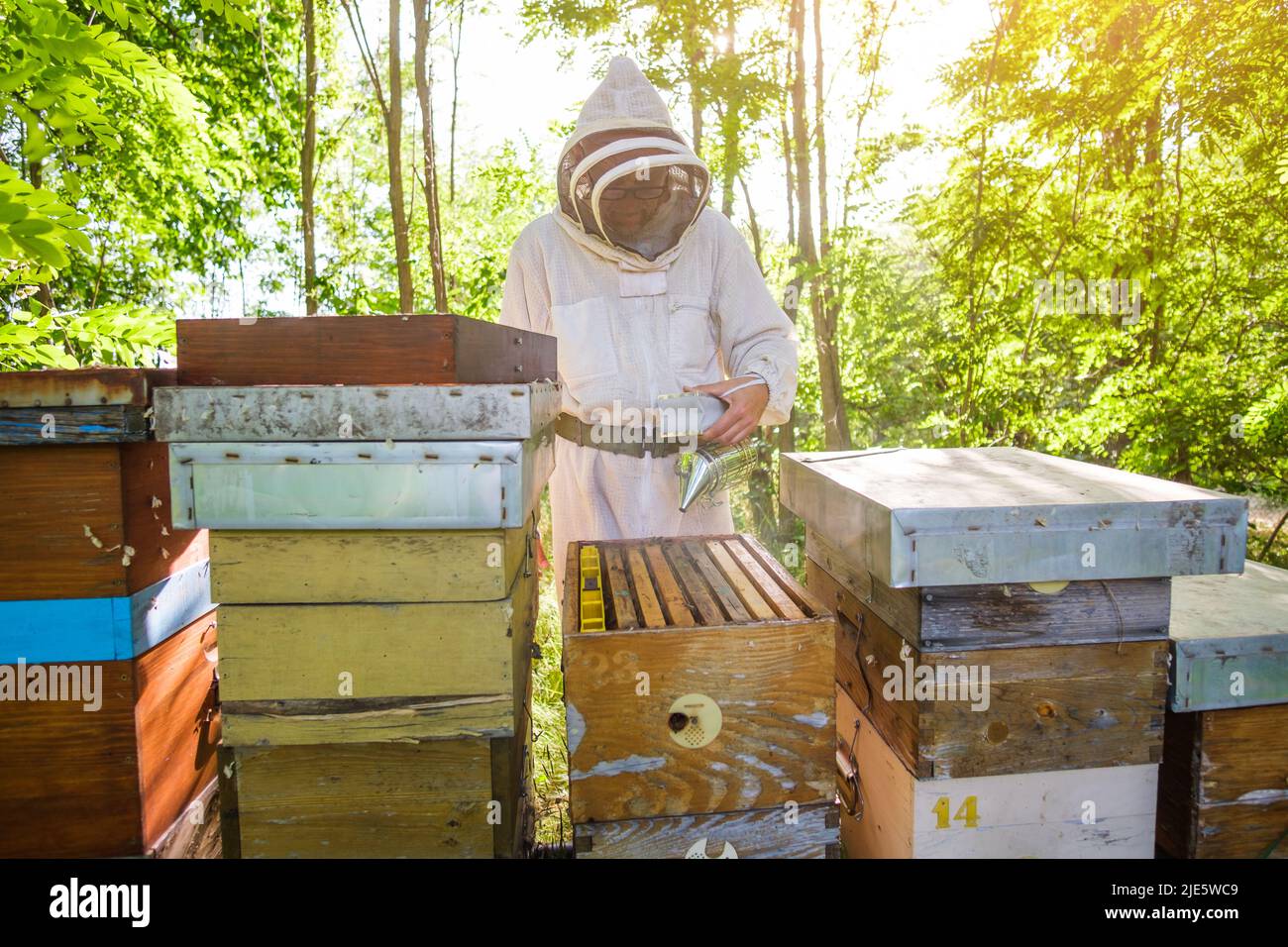 Beekeeper is examining his beehives in forest. Beekeeping professional ...