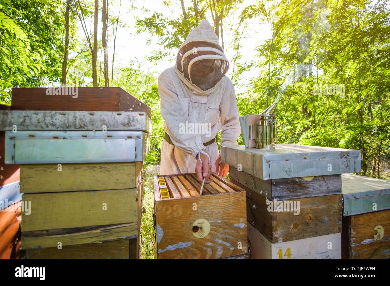 Beekeeper is examining his beehives in forest. Beekeeping professional ...