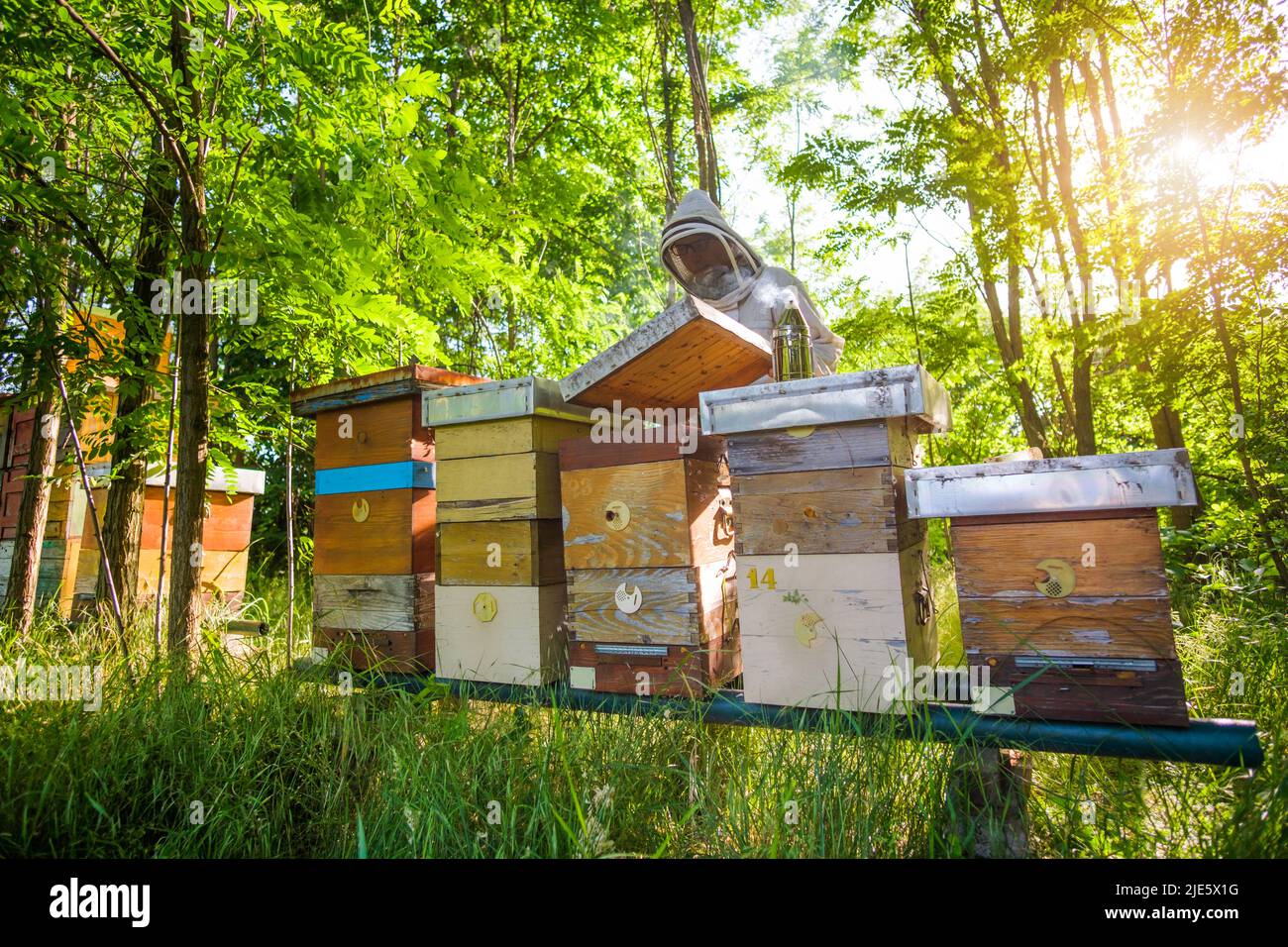 Beehive beehives with honey no one wax nature hi-res stock photography ...