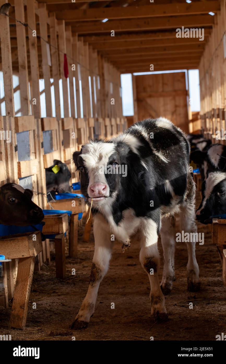 a small black and white calf on a farm, raising and fattening calves ...