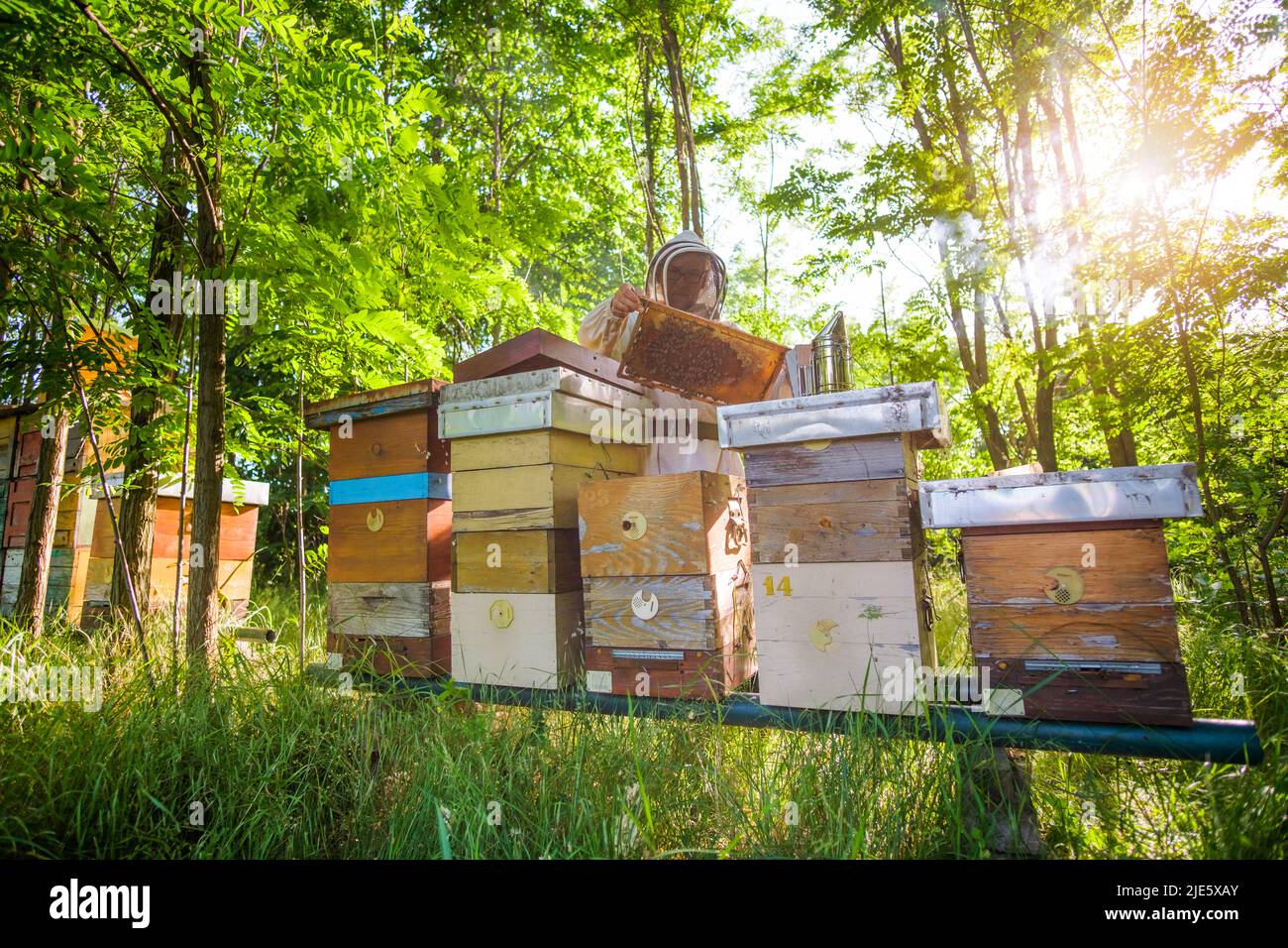 Beekeeper is examining his beehives in forest. Beekeeping professional ...