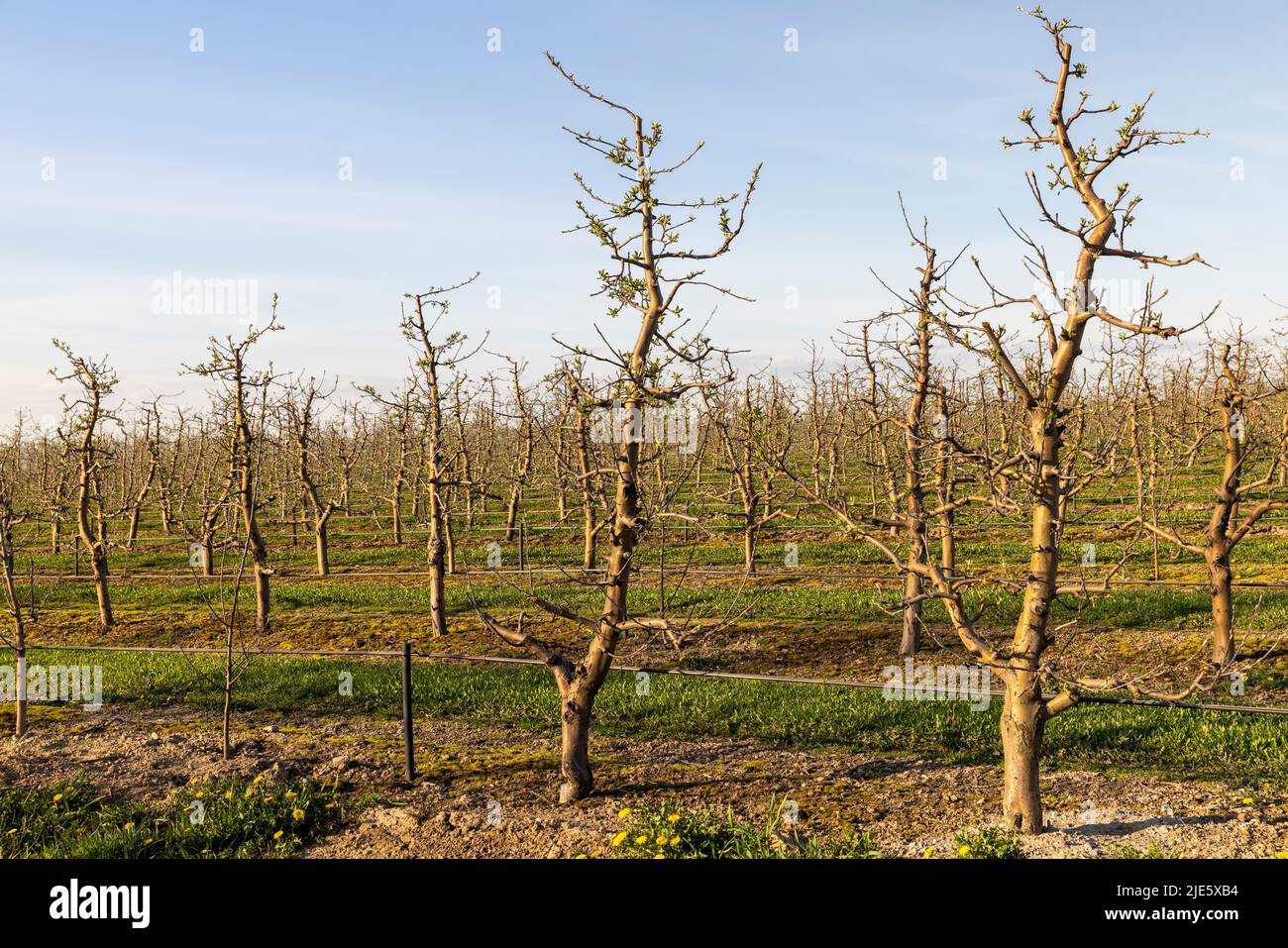 apple trees planted in a row in the spring season, an orchard with ...