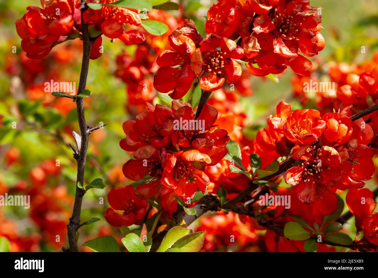 beautiful red shrub flowers in spring, flowering shrubs in the spring ...