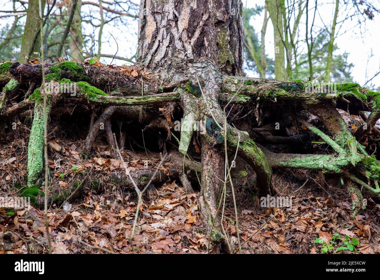 nature in the autumn season with color-changing foliage, features of ...