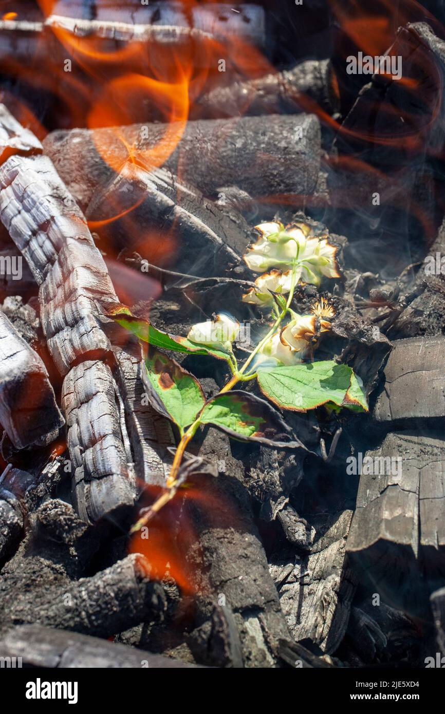 jasmine flowers burning in the fire, jasmine flowers thrown and burned ...