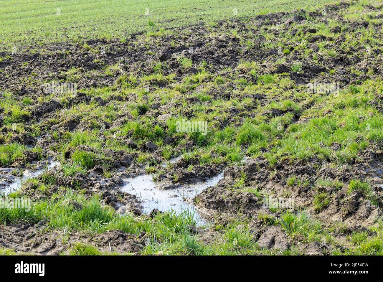 wet soil mud on an agricultural field, a field on which there is a ...