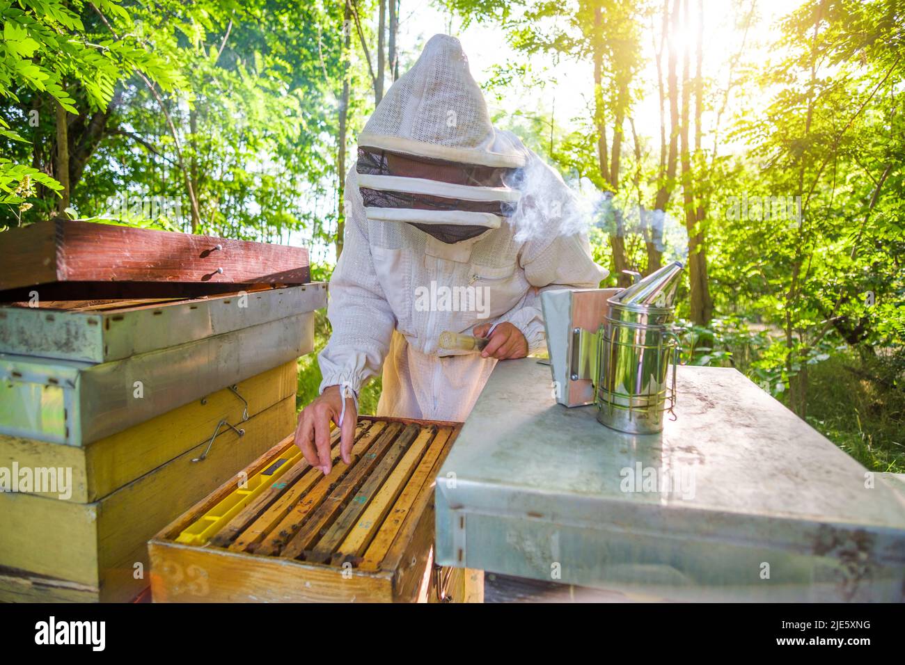 Beekeeper is examining his beehives in forest. Beekeeping professional ...