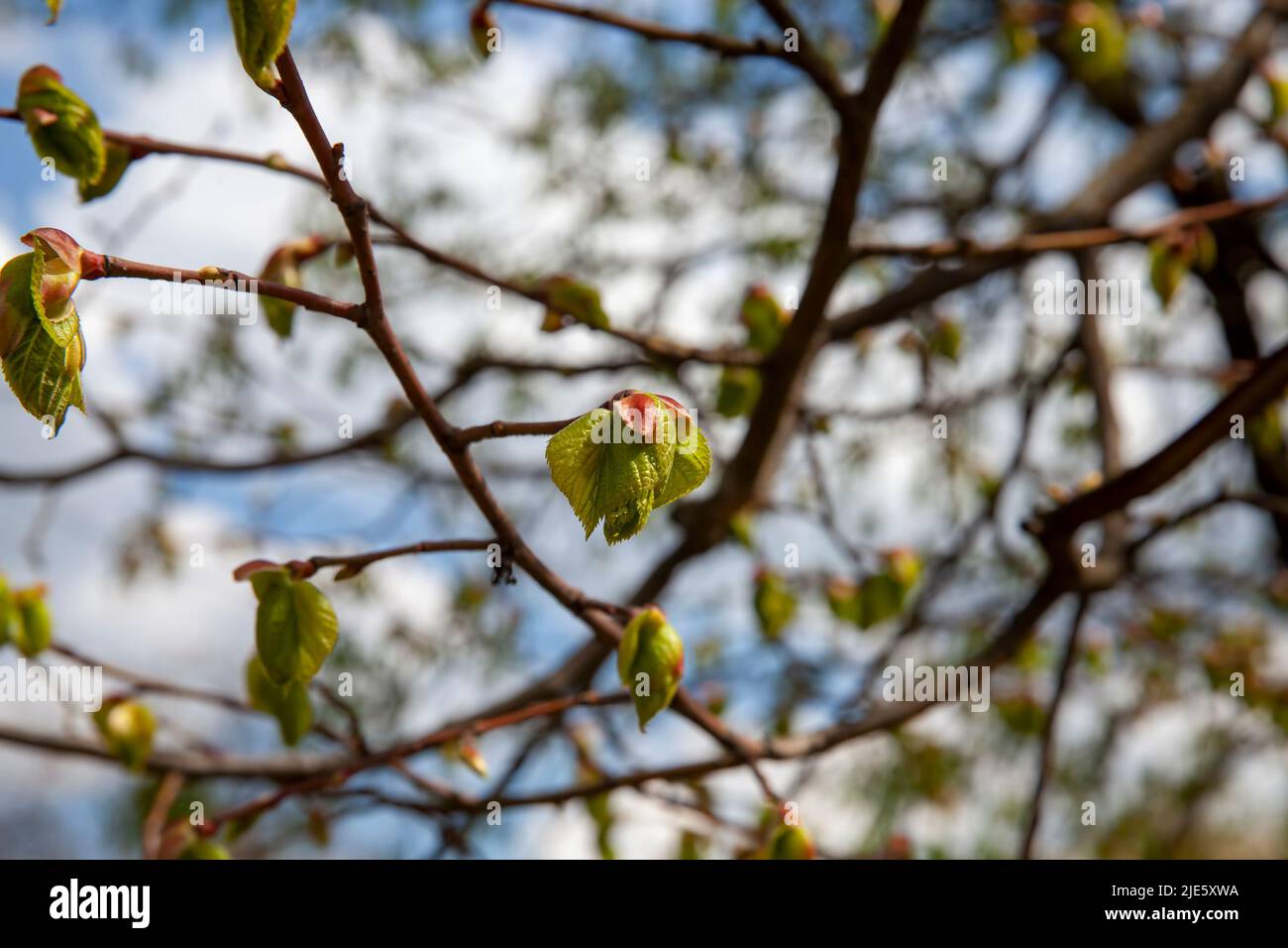 new young foliage of maples in spring, part of a tree with young newly ...