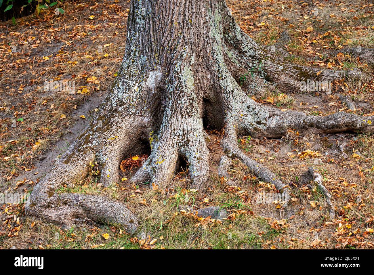 Trees peeking hi-res stock photography and images - Alamy