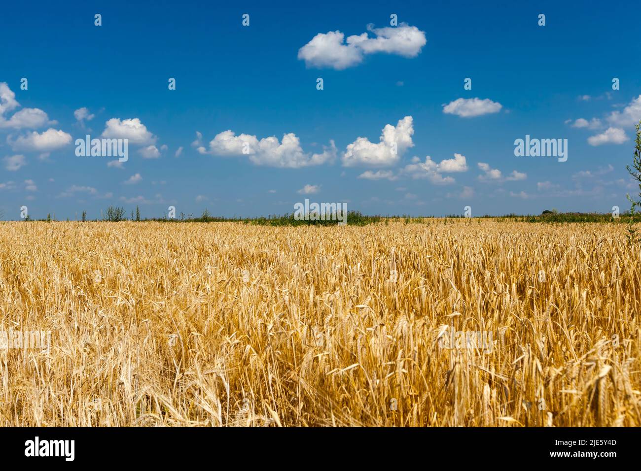 agricultural field with mature golden yellow cereals , field with ...
