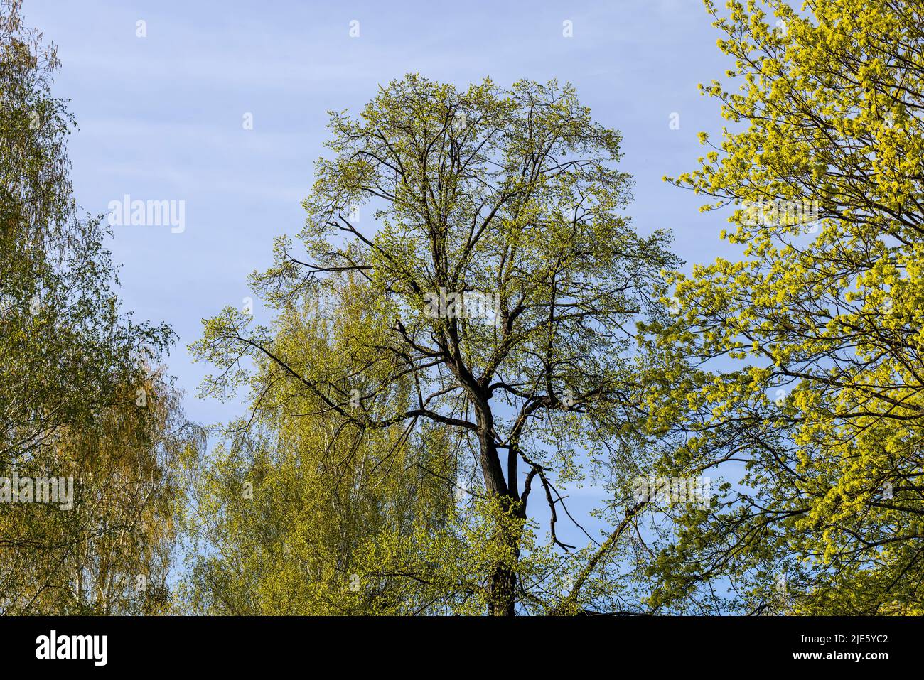 the young foliage of the maple tree in the spring season, beautiful ...