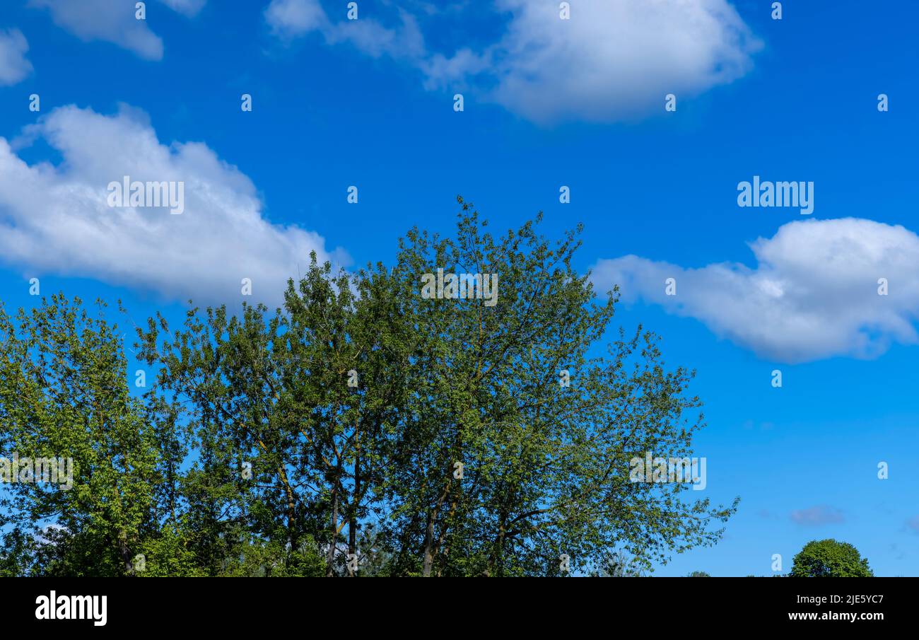 deciduous trees in the spring season with green foliage, beautiful ...