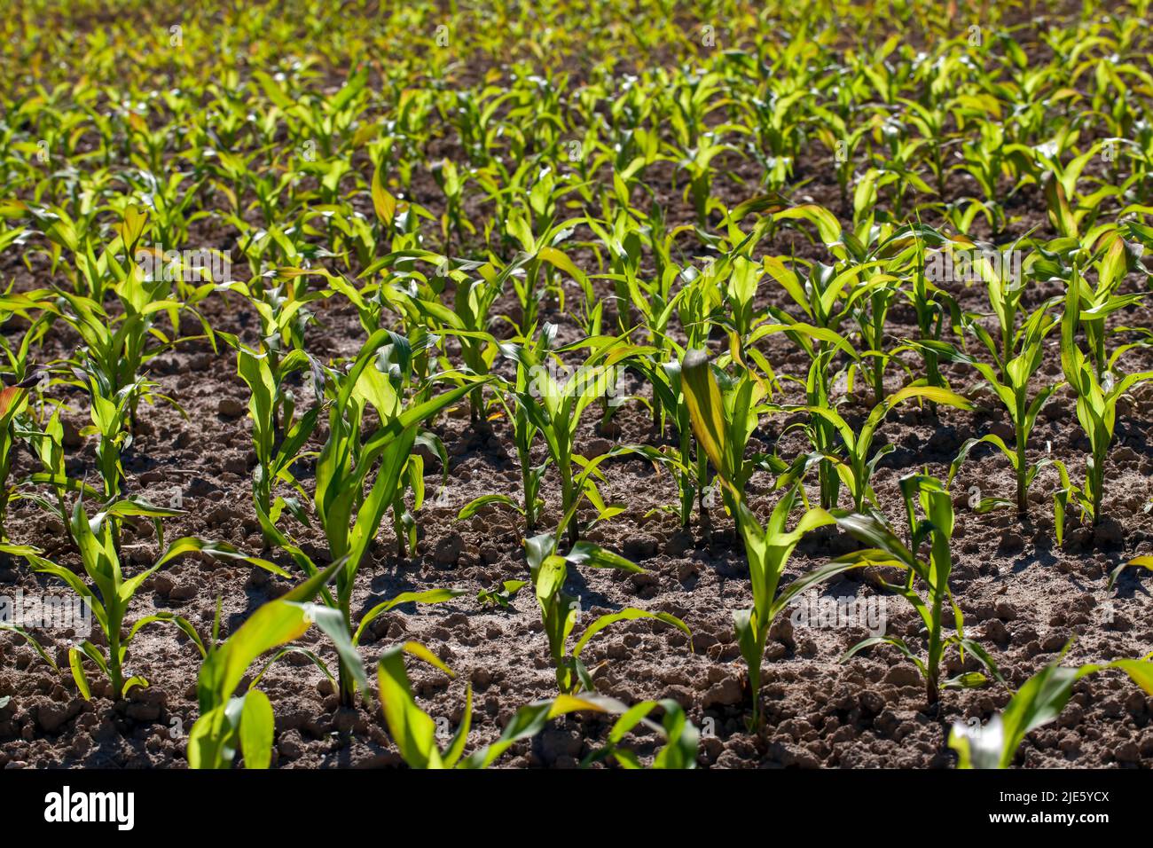 young green corn in mud and soil after rains, agricultural field with ...